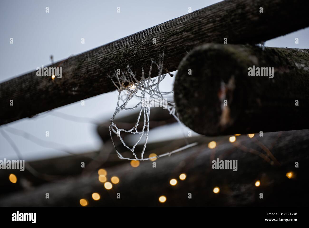 Tree covered in spider webs hi-res stock photography and images - Alamy