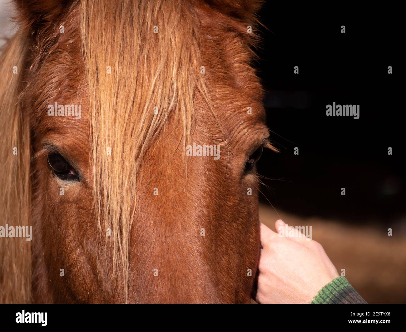 Piebald Pony High Resolution Stock Photography and Images - Alamy