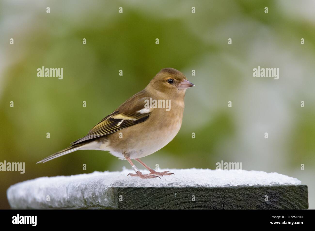 Female Chaffinch on Frozen Bird Table Facing Right Stock Photo - Alamy