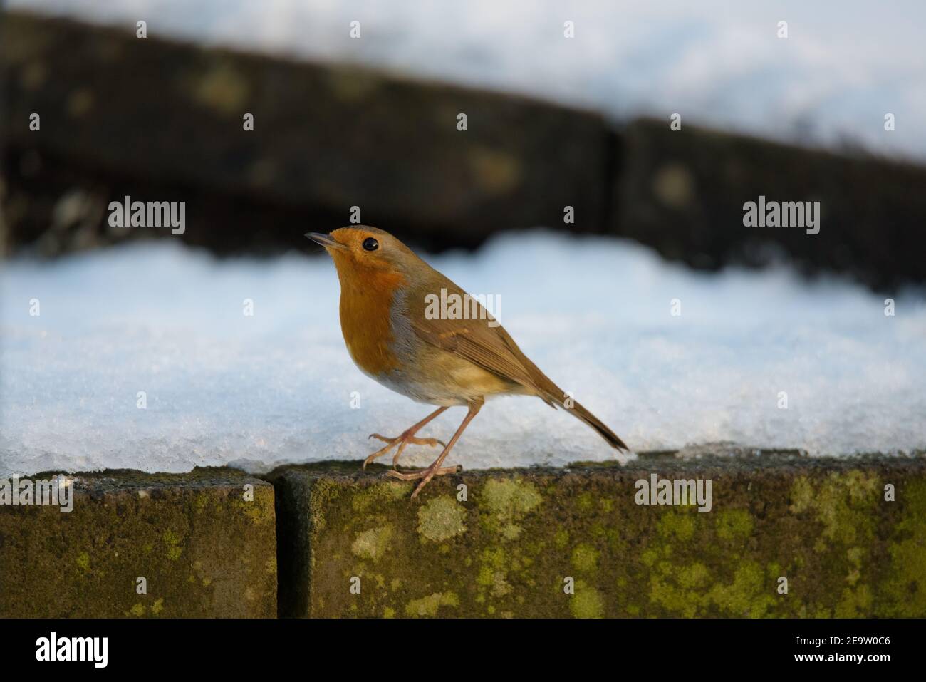 Robin Redbreast in Snow Looking to Left Stock Photo - Alamy