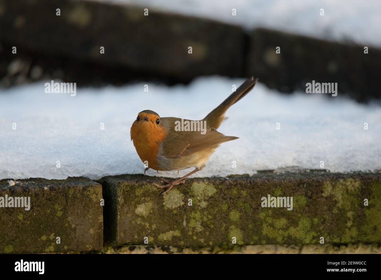 Startled birds hi-res stock photography and images - Alamy