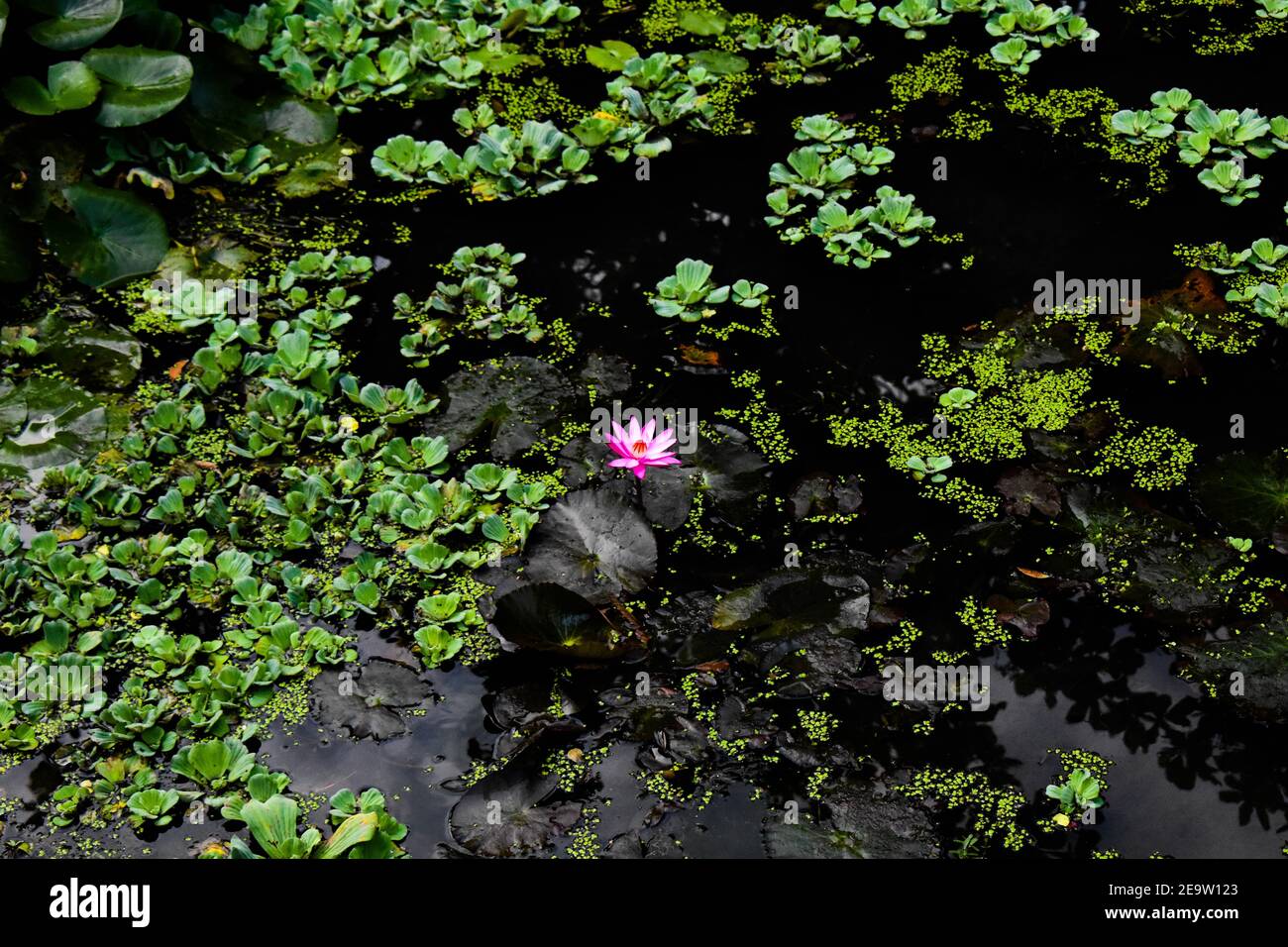 Pink lotus flowers grown in green dirty water with leaves all around in ...