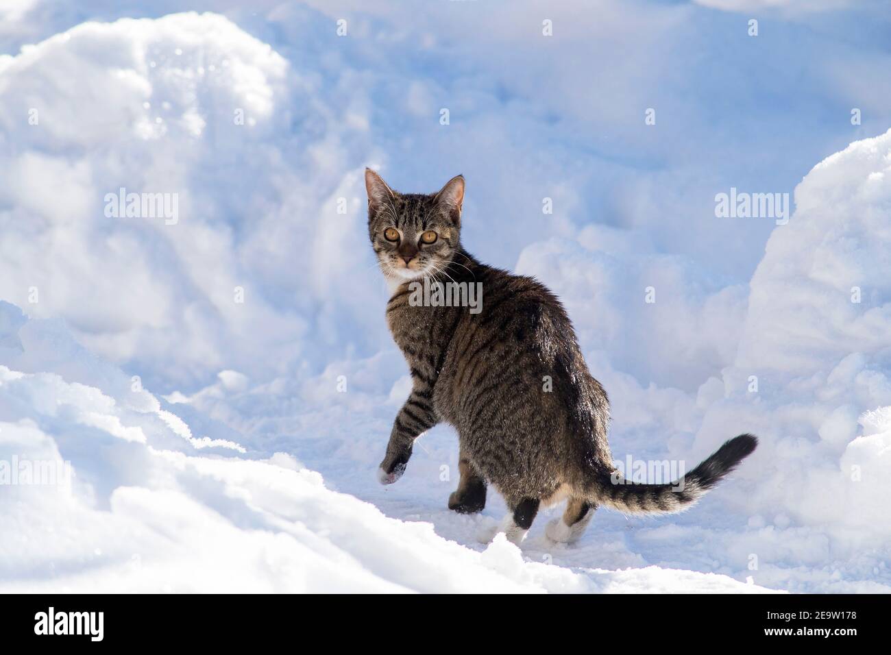domestic tabby cat is playing in fresh powder snow Stock Photo - Alamy