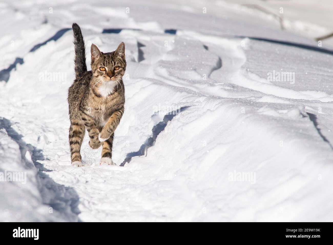 domestic tabby cat is playing in fresh powder snow Stock Photo - Alamy