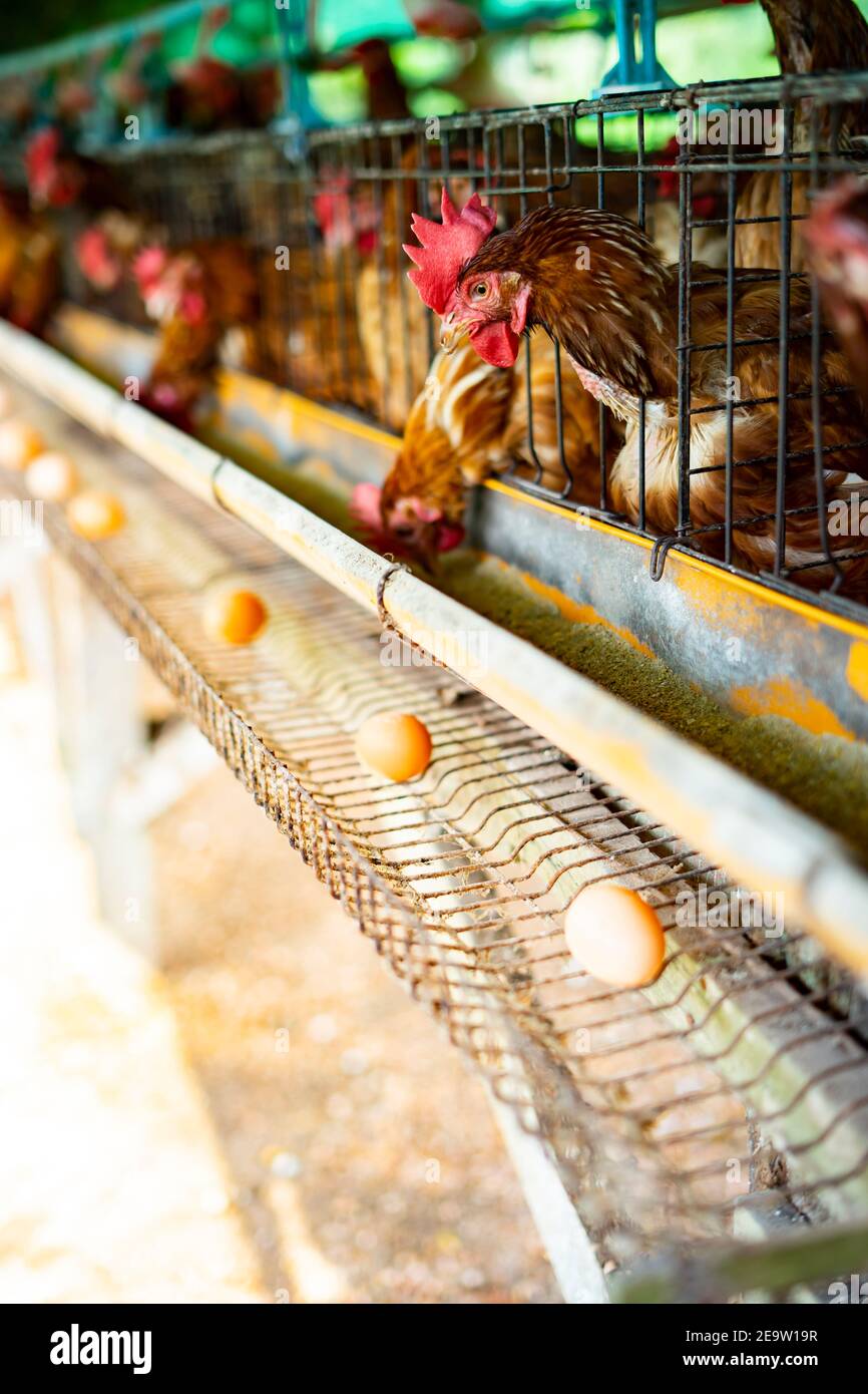 Egg poultry farm with hens Stock Photo - Alamy