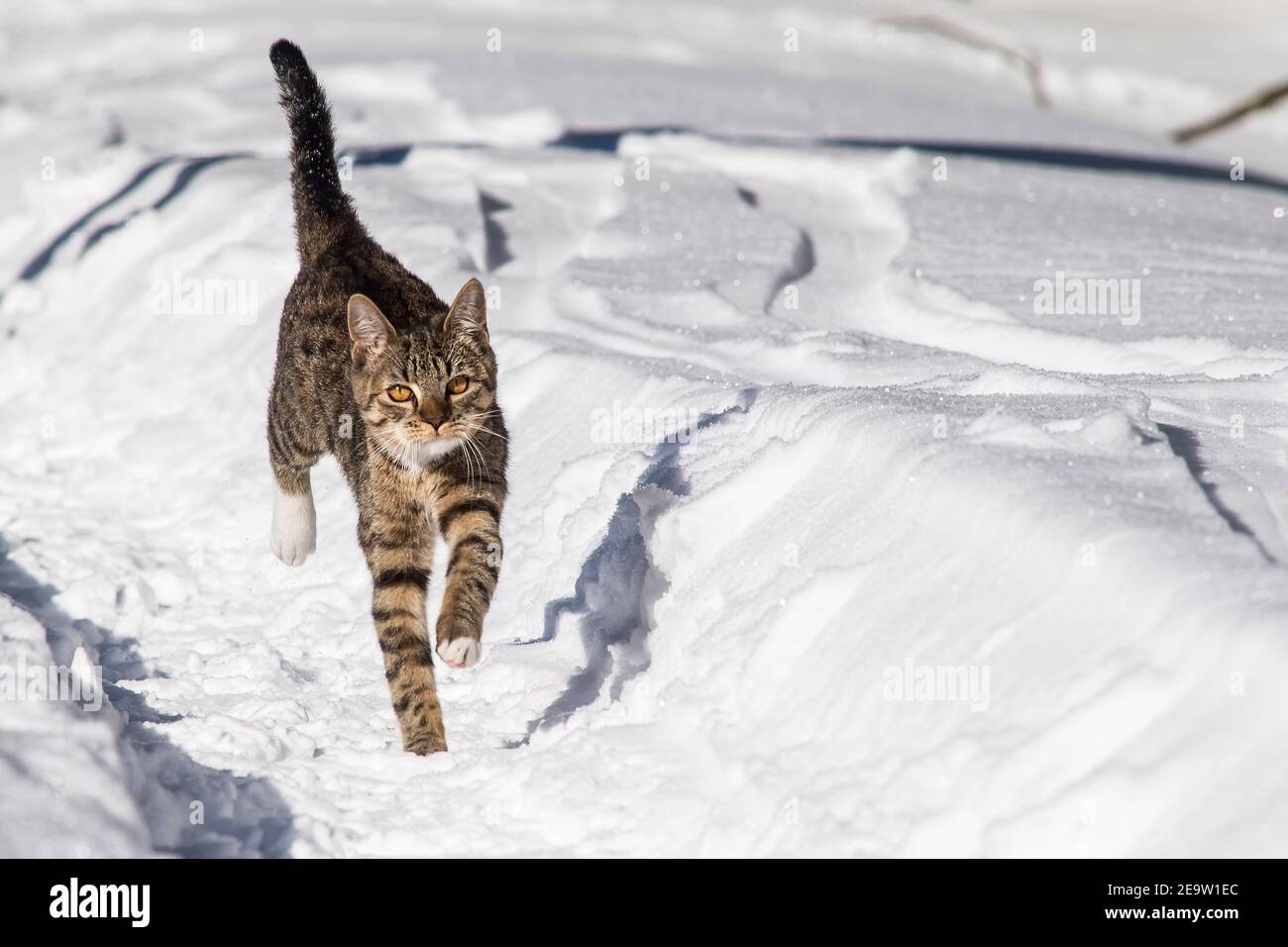 domestic tabby cat is playing in fresh powder snow Stock Photo - Alamy