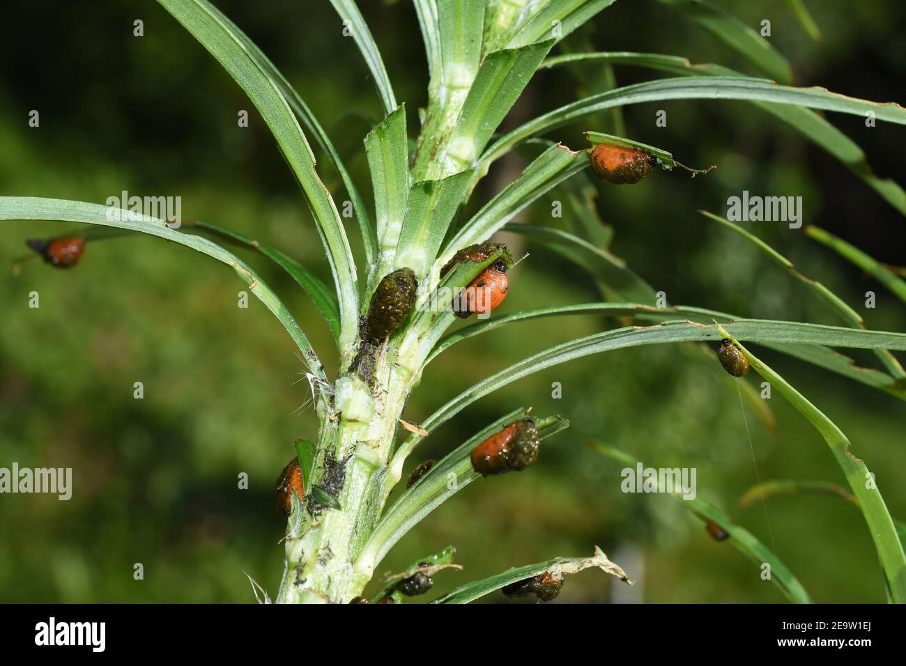 Lily beetle larvae hi-res stock photography and images - Alamy