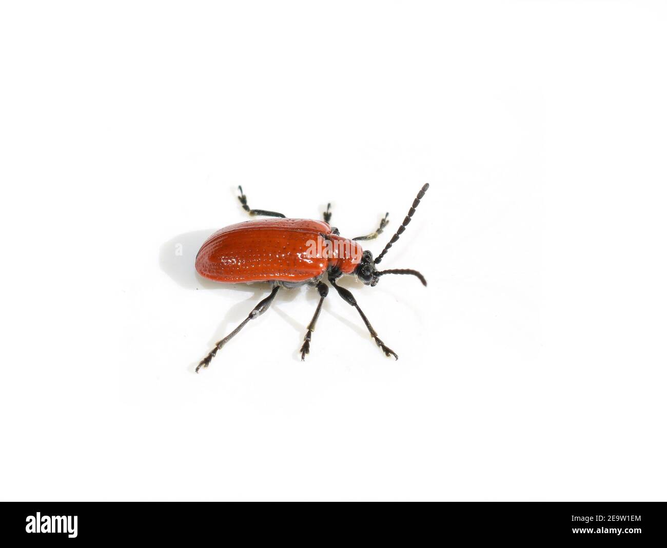 Scarlet lily leaf beetle hi-res stock photography and images - Alamy