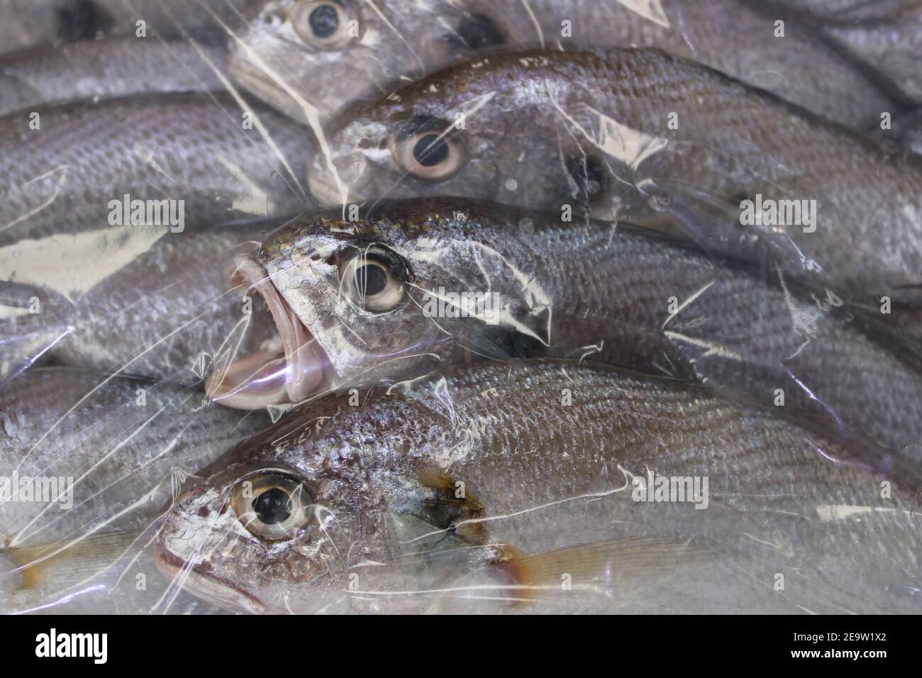 Open mouth fish seafood hi-res stock photography and images - Alamy