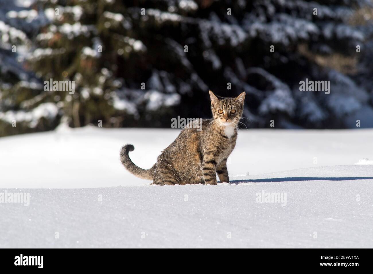 domestic tabby cat is playing in fresh powder snow Stock Photo - Alamy