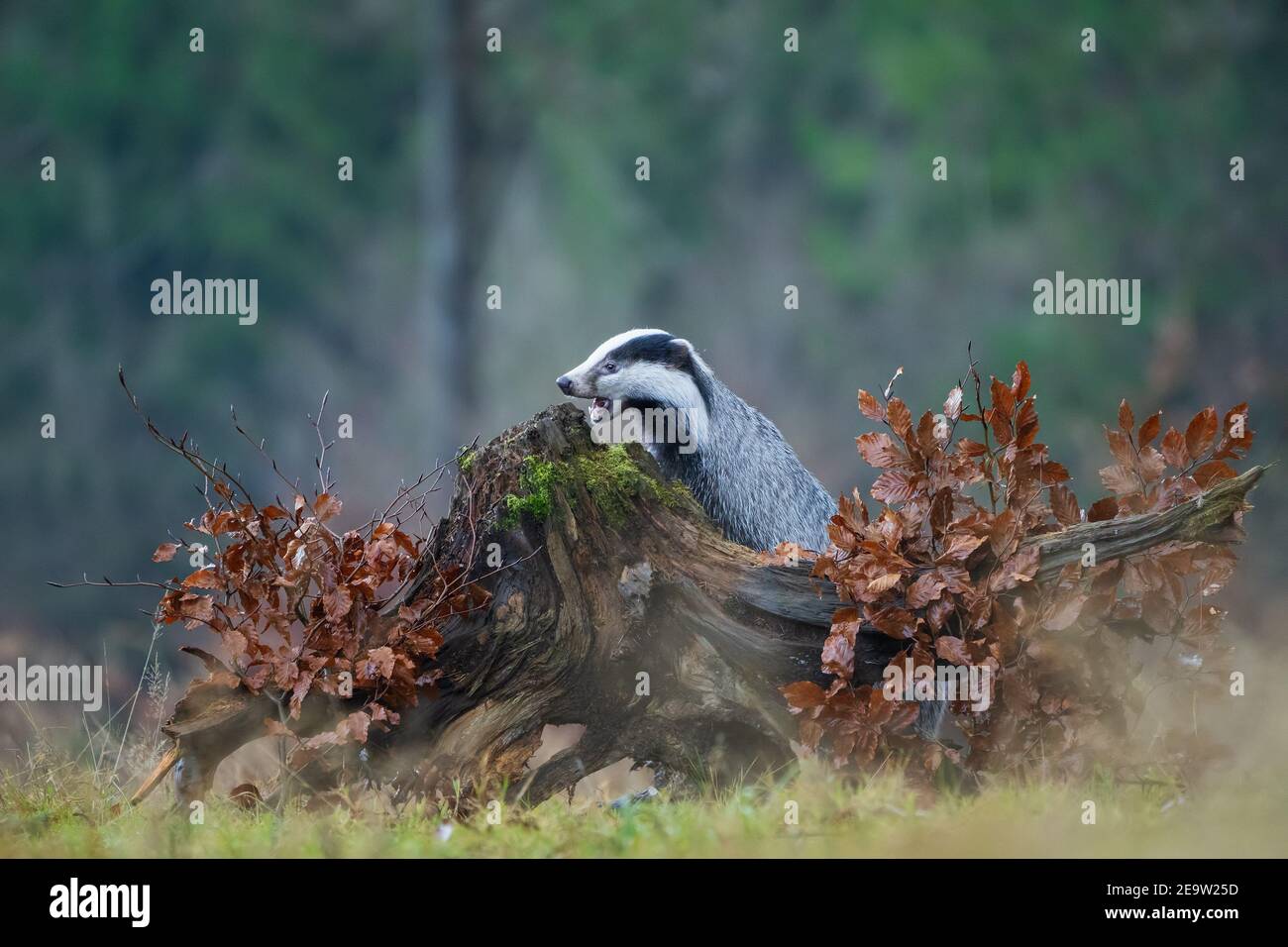 European badger with open mouth and teeths on the tree stump. Meles ...