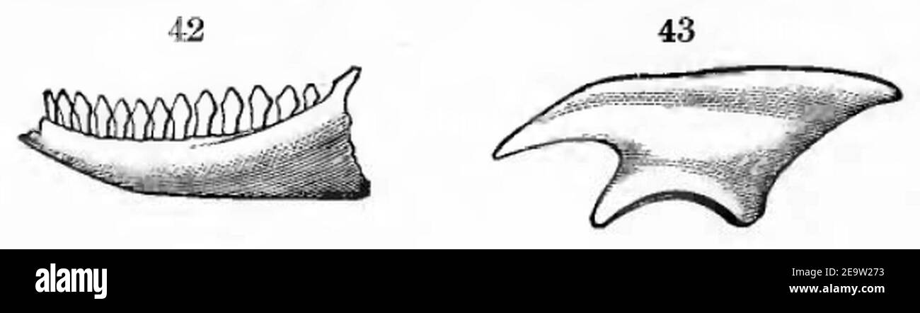 Nanosaurus hi-res stock photography and images - Alamy