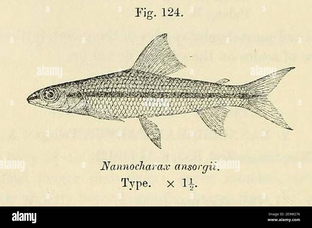 Parvus hi-res stock photography and images - Alamy