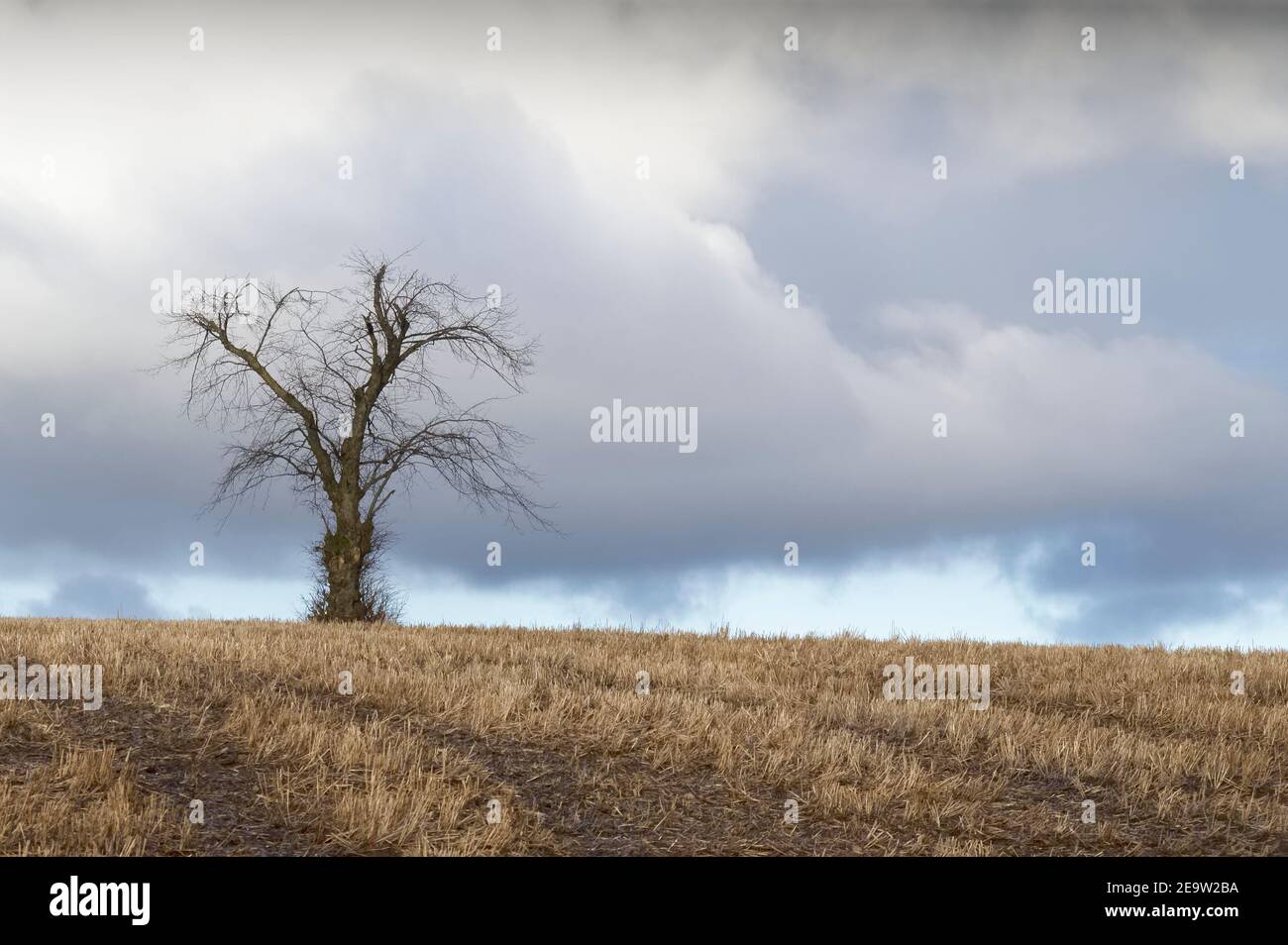Single tree alone on farm field and sky storm clouds Stock Photo - Alamy
