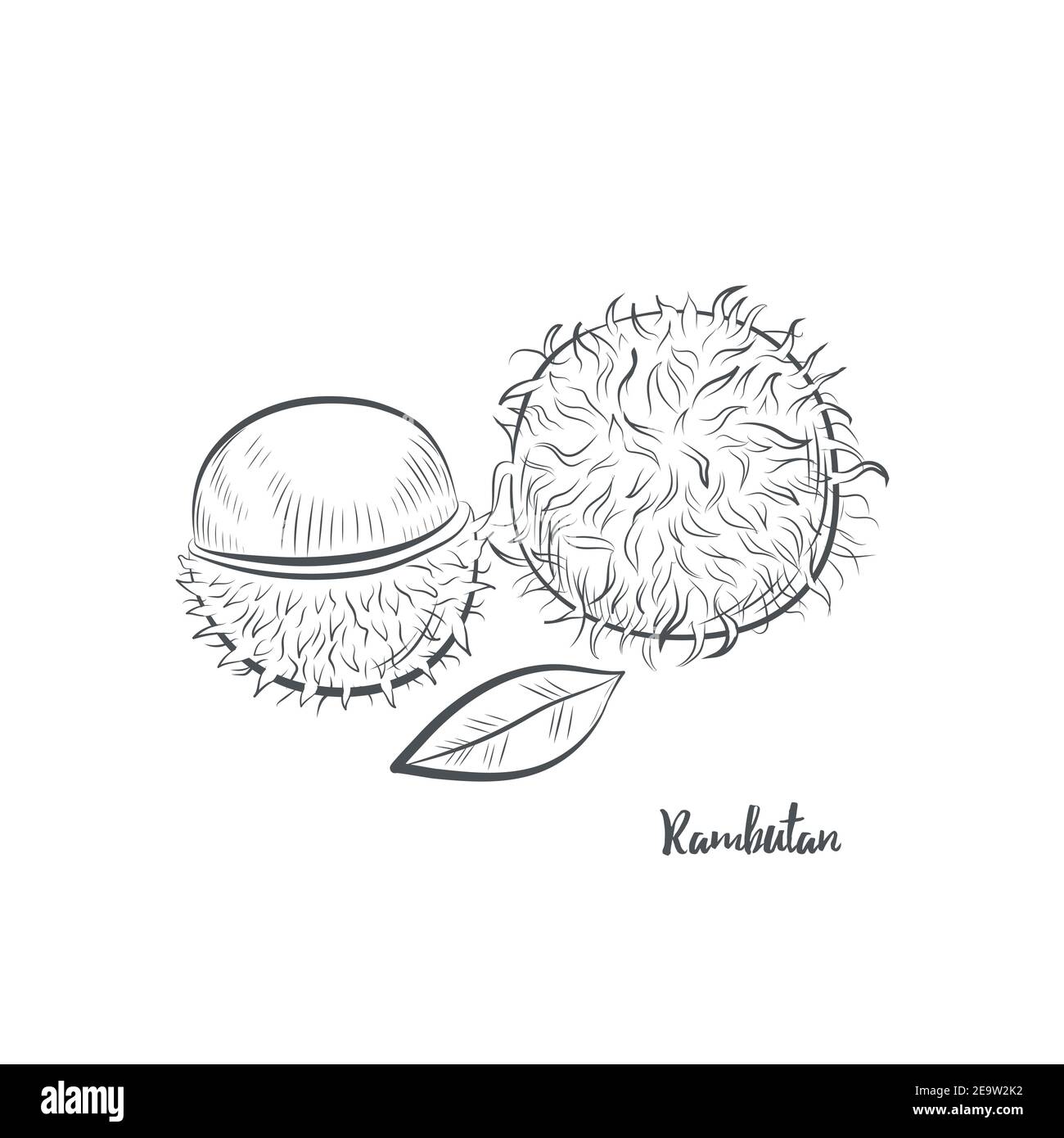 Hand drawn rambutan sketch isolated on white background Stock Vector ...