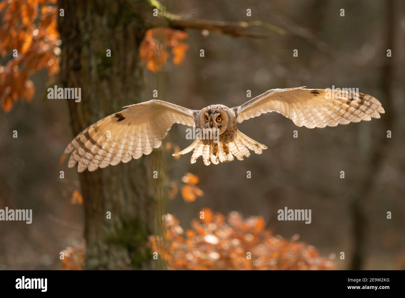 Long-eared owl in the fly with sunlight in his feather on the wing ...