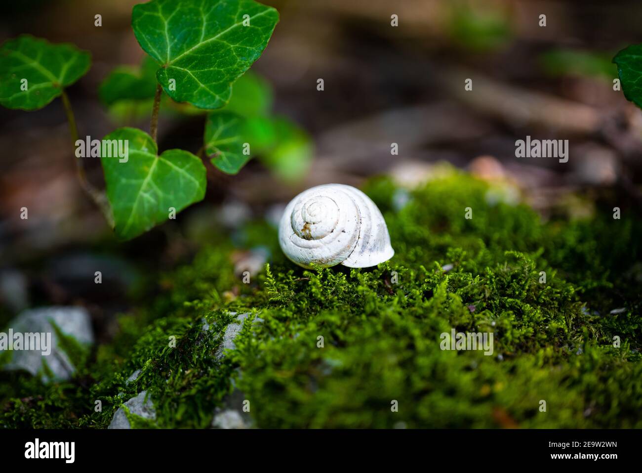 Spiral moss hi-res stock photography and images - Alamy
