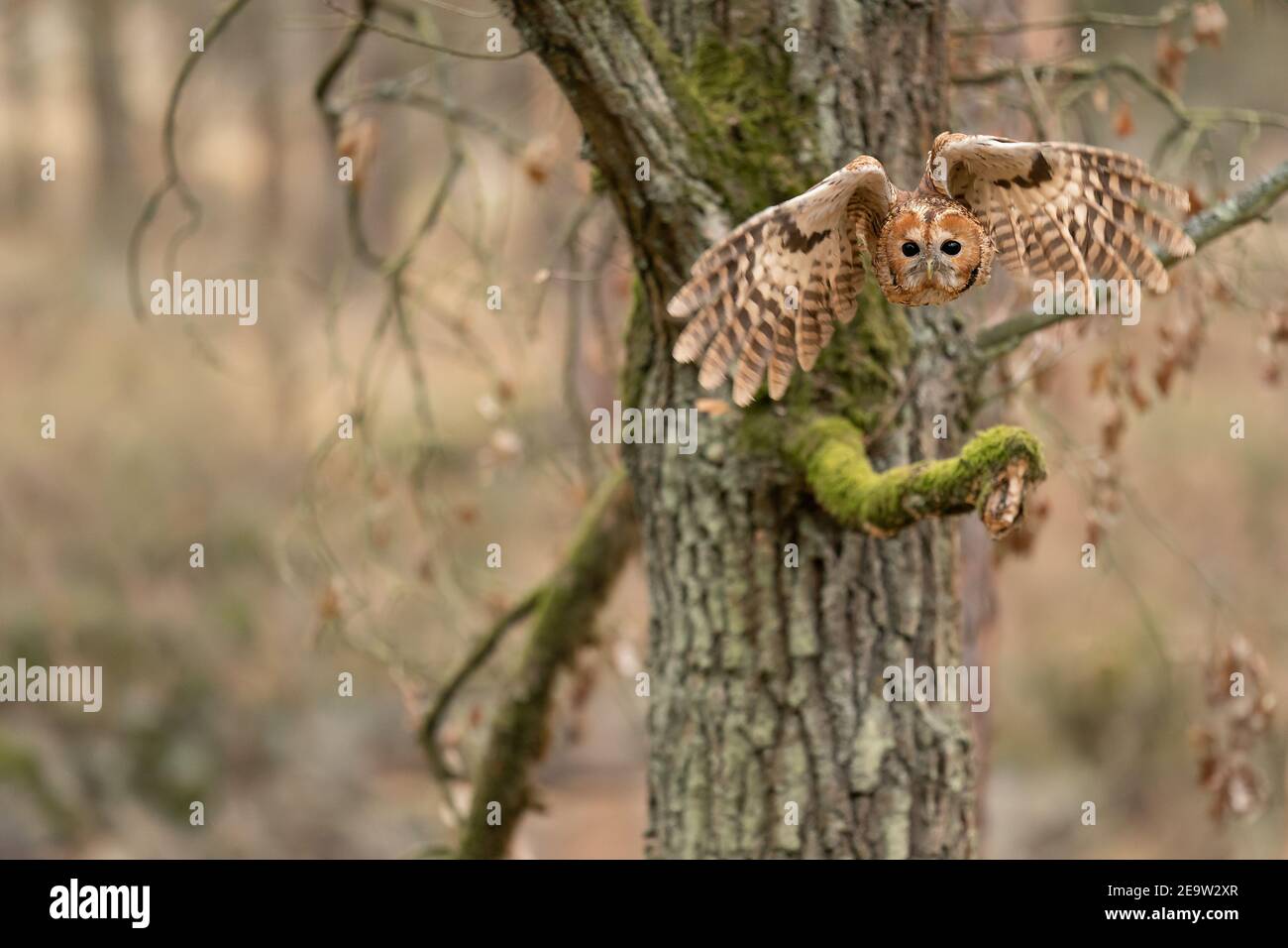 Tawny Owl Flying High Resolution Stock Photography and Images - Alamy