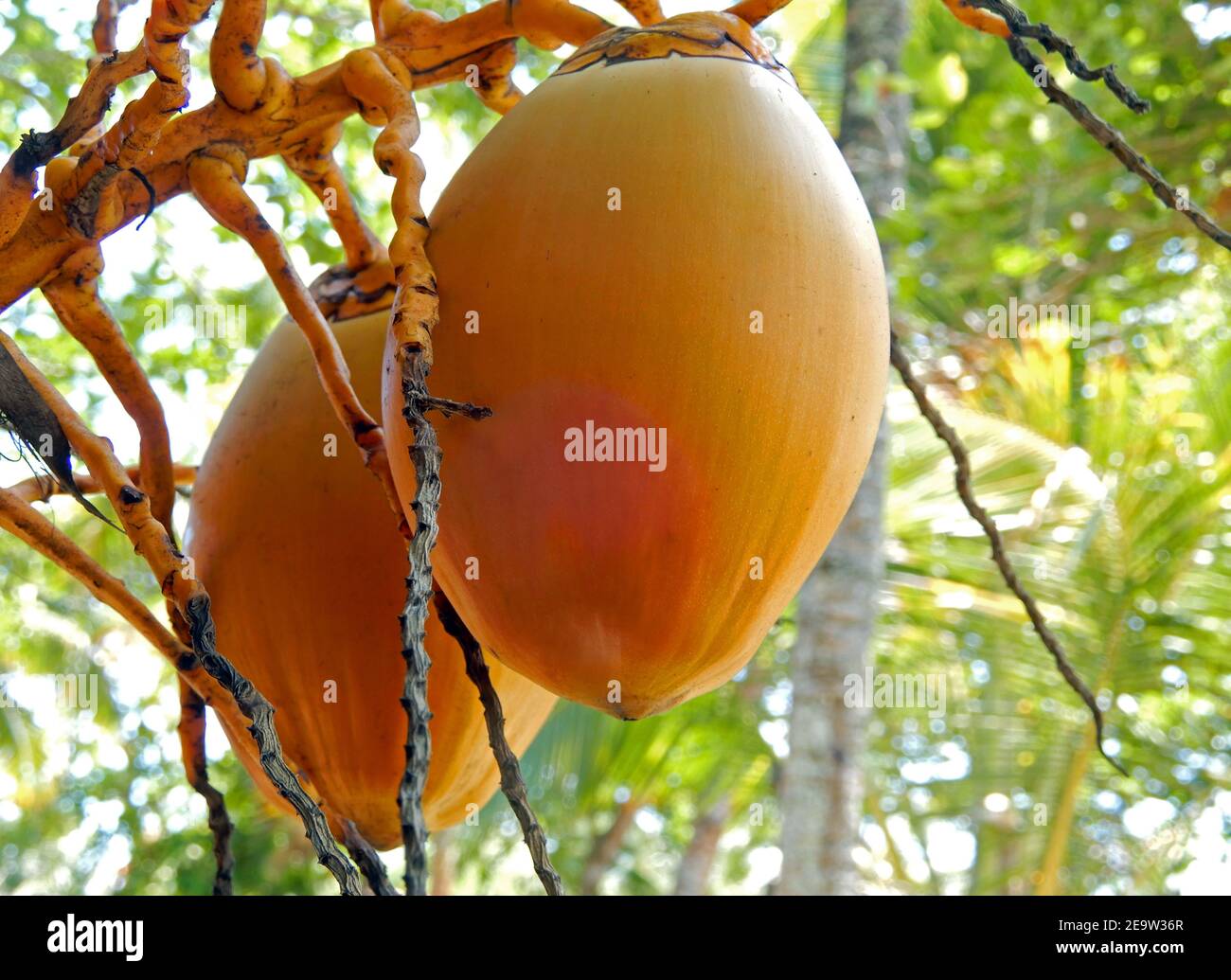 Yellow coconuts on a coconut tree Stock Photo - Alamy