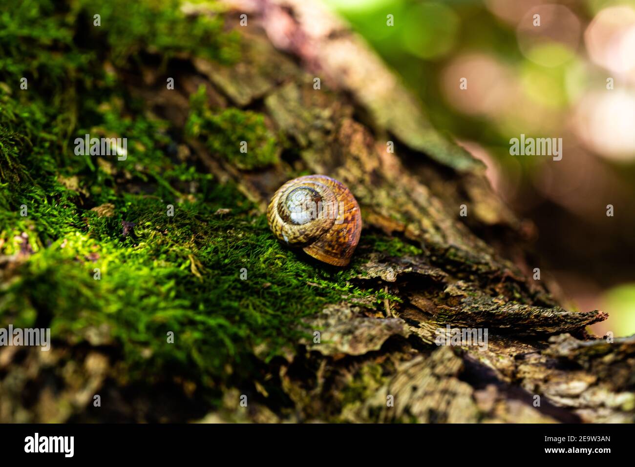 Macro of a snail hi-res stock photography and images - Alamy
