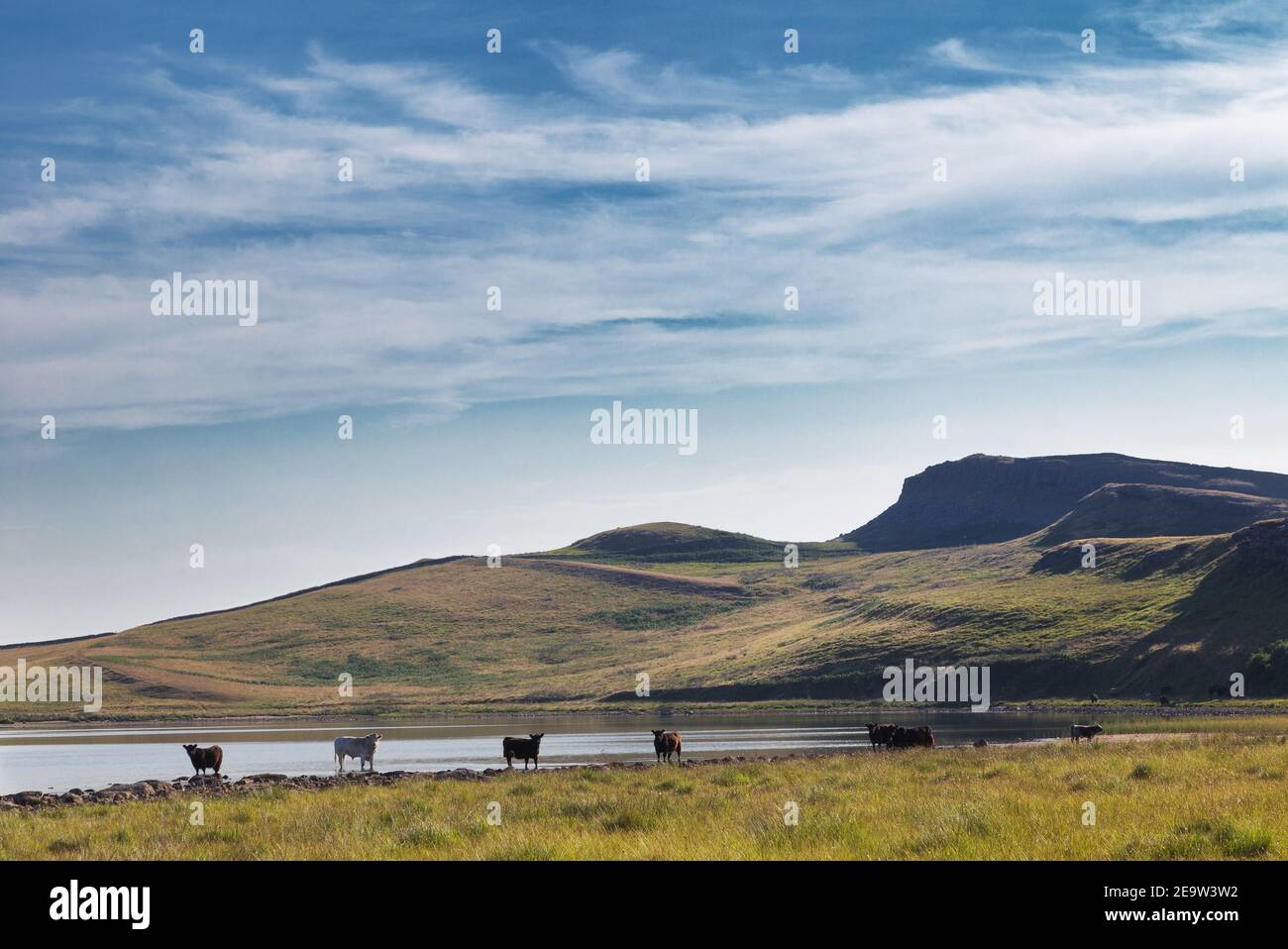 Cattle on a hot day, relaxing in Broomlee Lough with Sewingshields ...