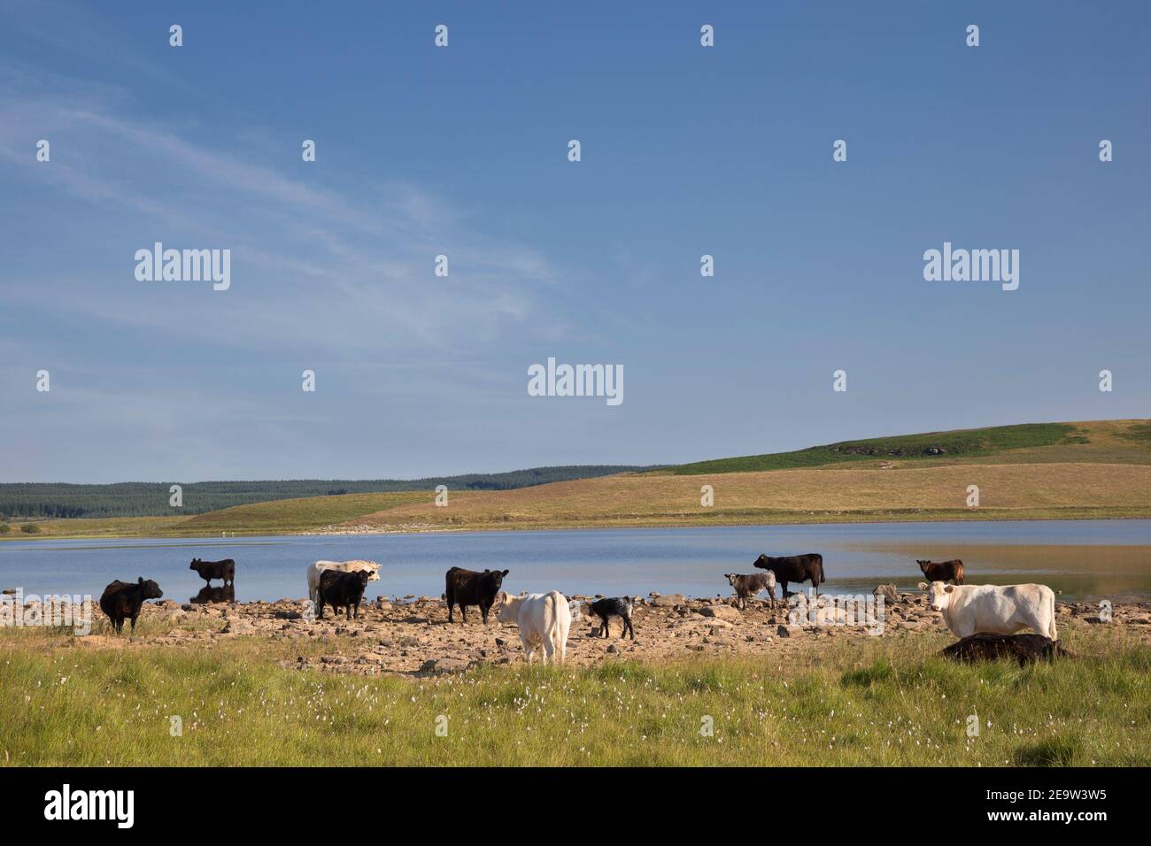 Cattle on a hot day, relaxing in Broomlee Lough, Hadrian's Wall ...