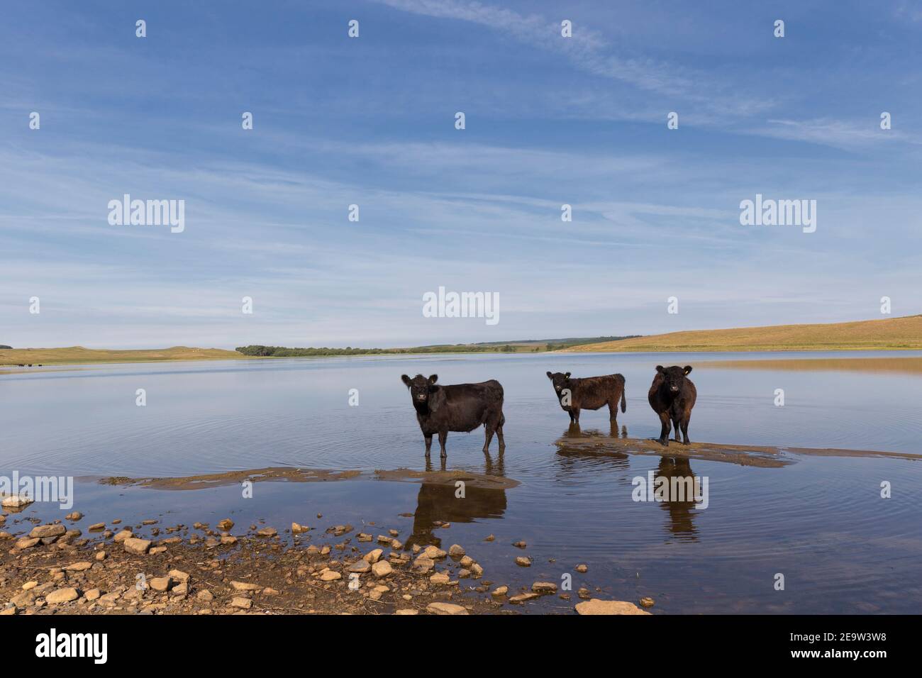 Cattle on a hot day, relaxing in Broomlee Lough, Hadrian's Wall ...