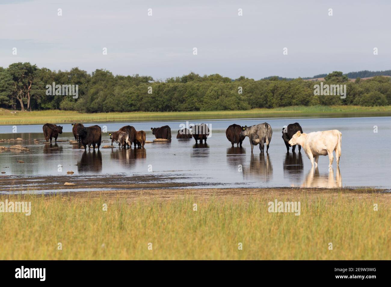 Cattle on a hot day, relaxing in Broomlee Lough, Hadrian's Wall ...