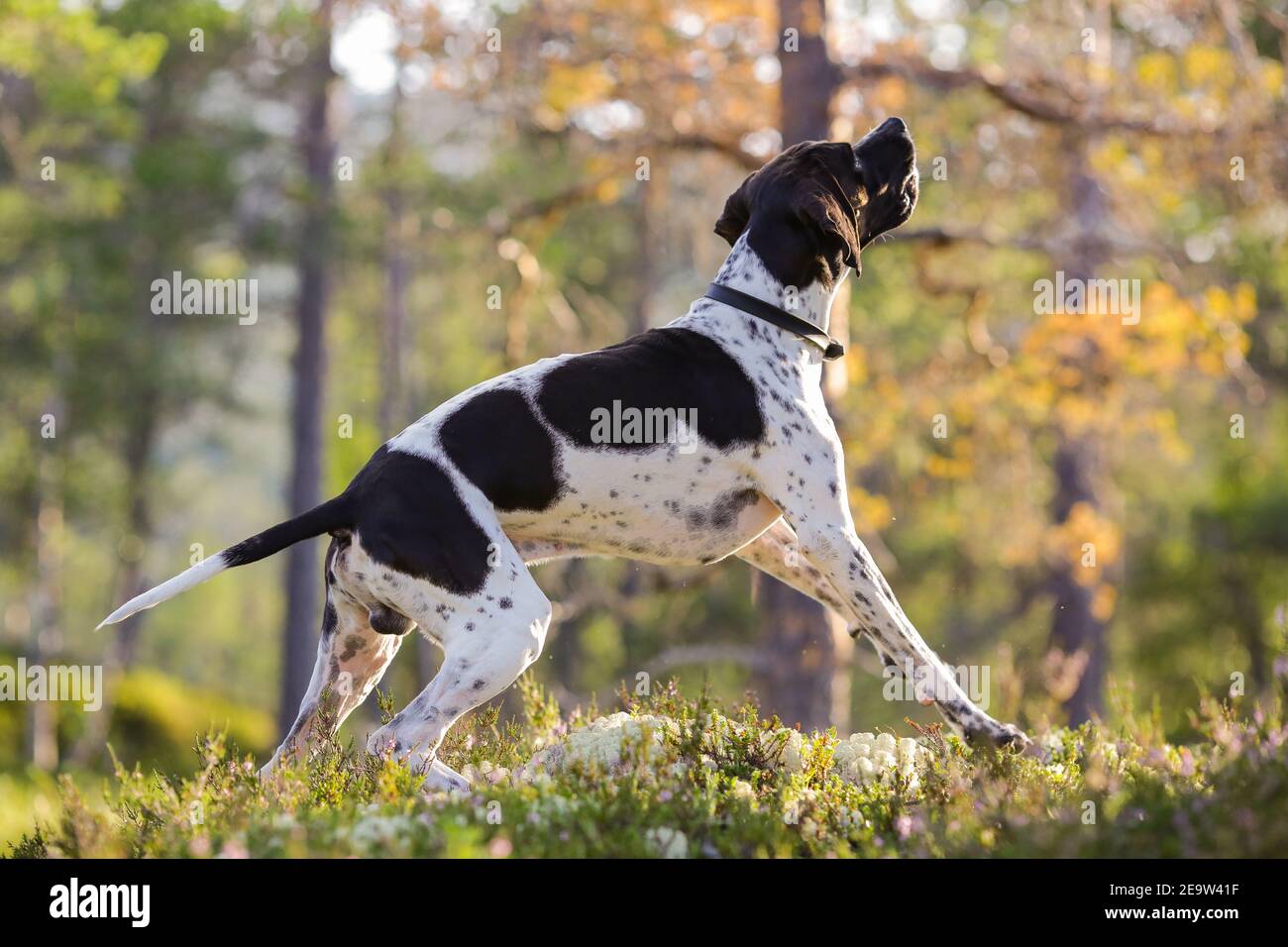 Dog english pointer hunting in the sunny forest Stock Photo - Alamy