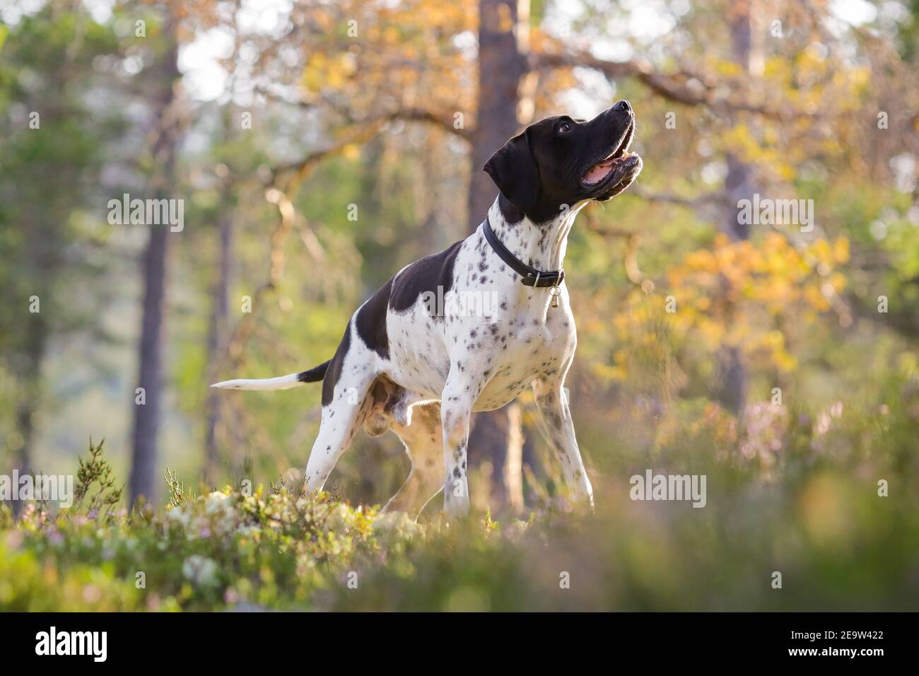 Dog english pointer hunting in the sunny forest Stock Photo - Alamy