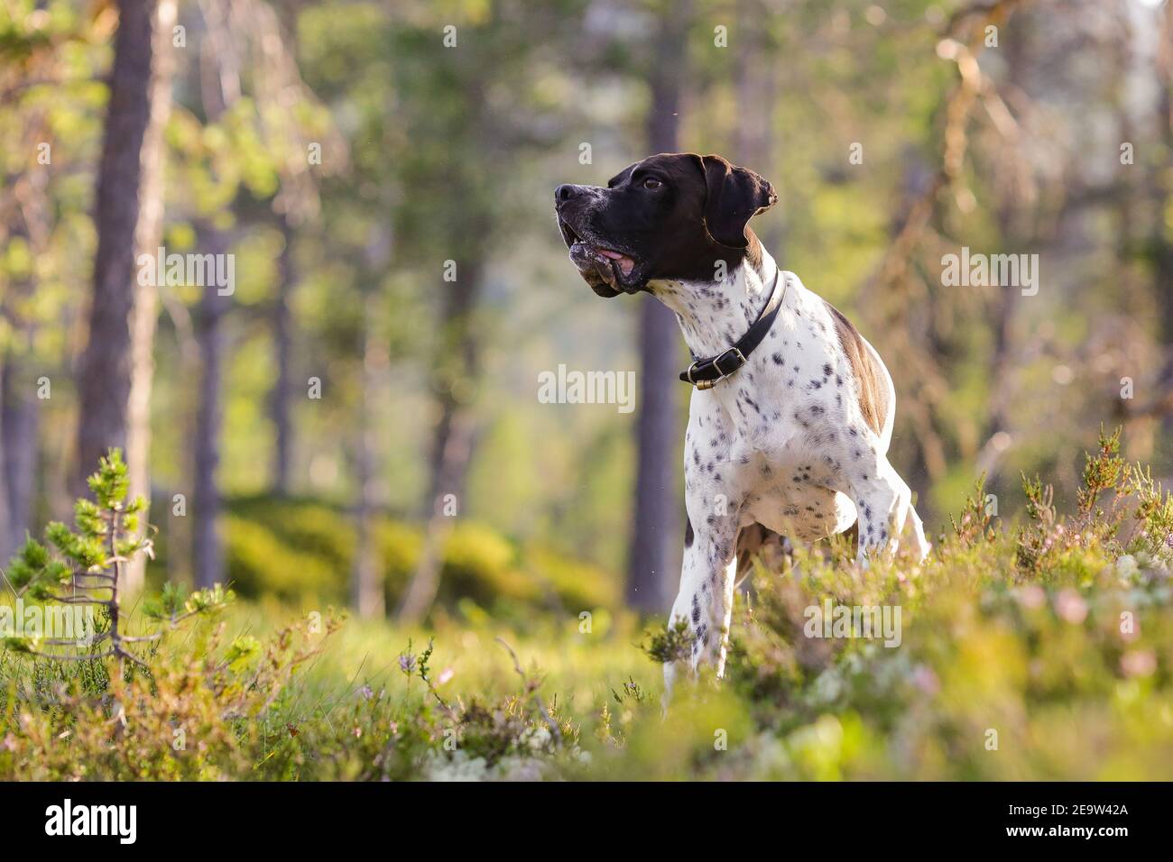 Dog english pointer hunting in the sunny forest Stock Photo - Alamy