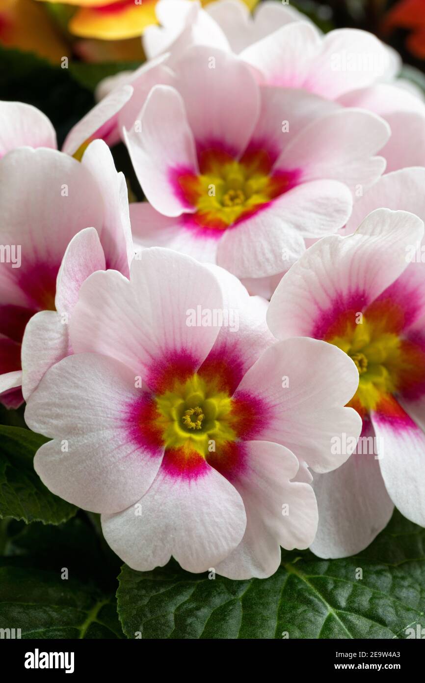 Ringo star hi-res stock photography and images - Alamy