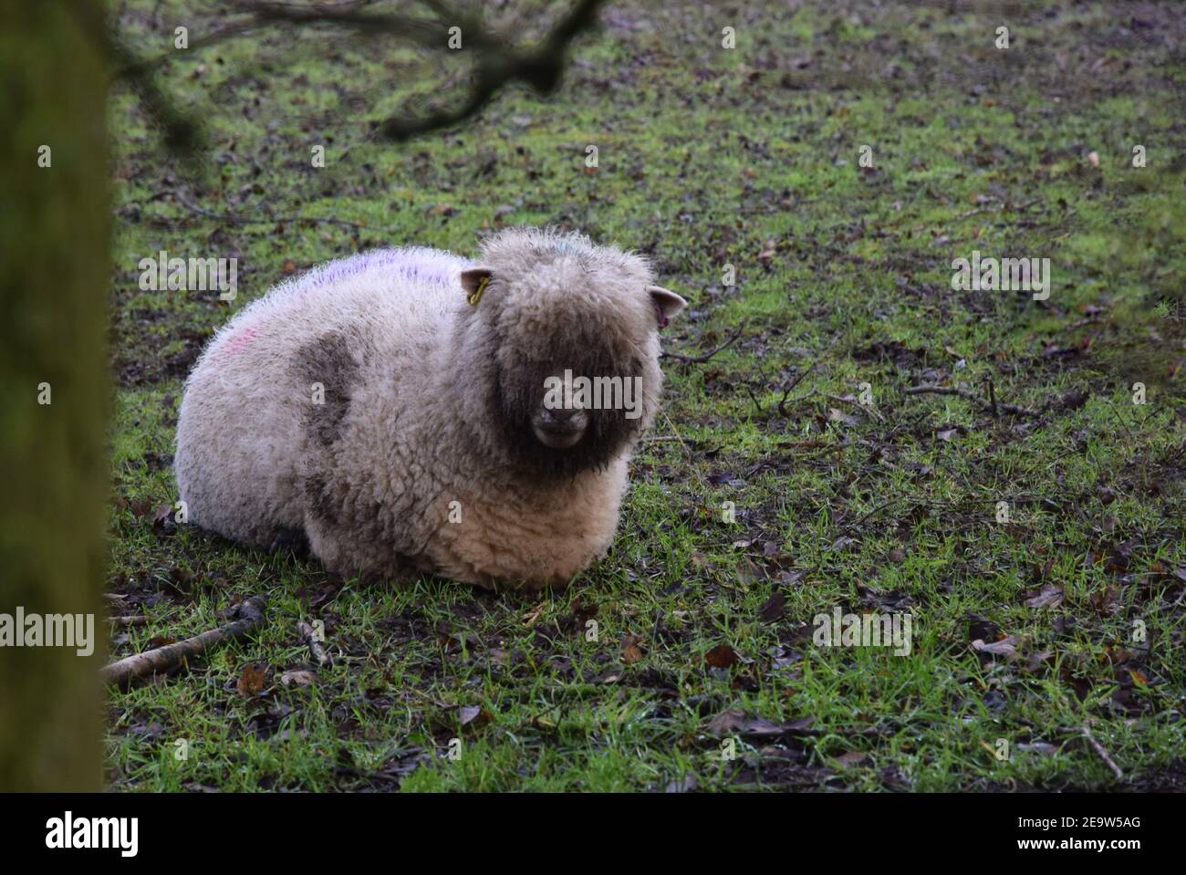 rare breed sheep, suffolk, england, uk Stock Photo - Alamy