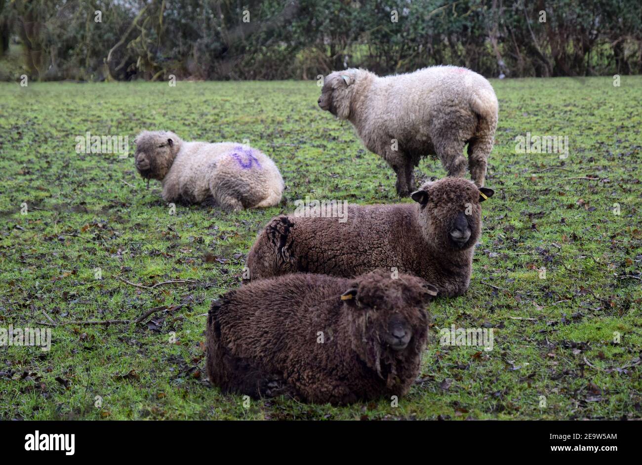 rare breed sheep, suffolk, england, uk Stock Photo - Alamy