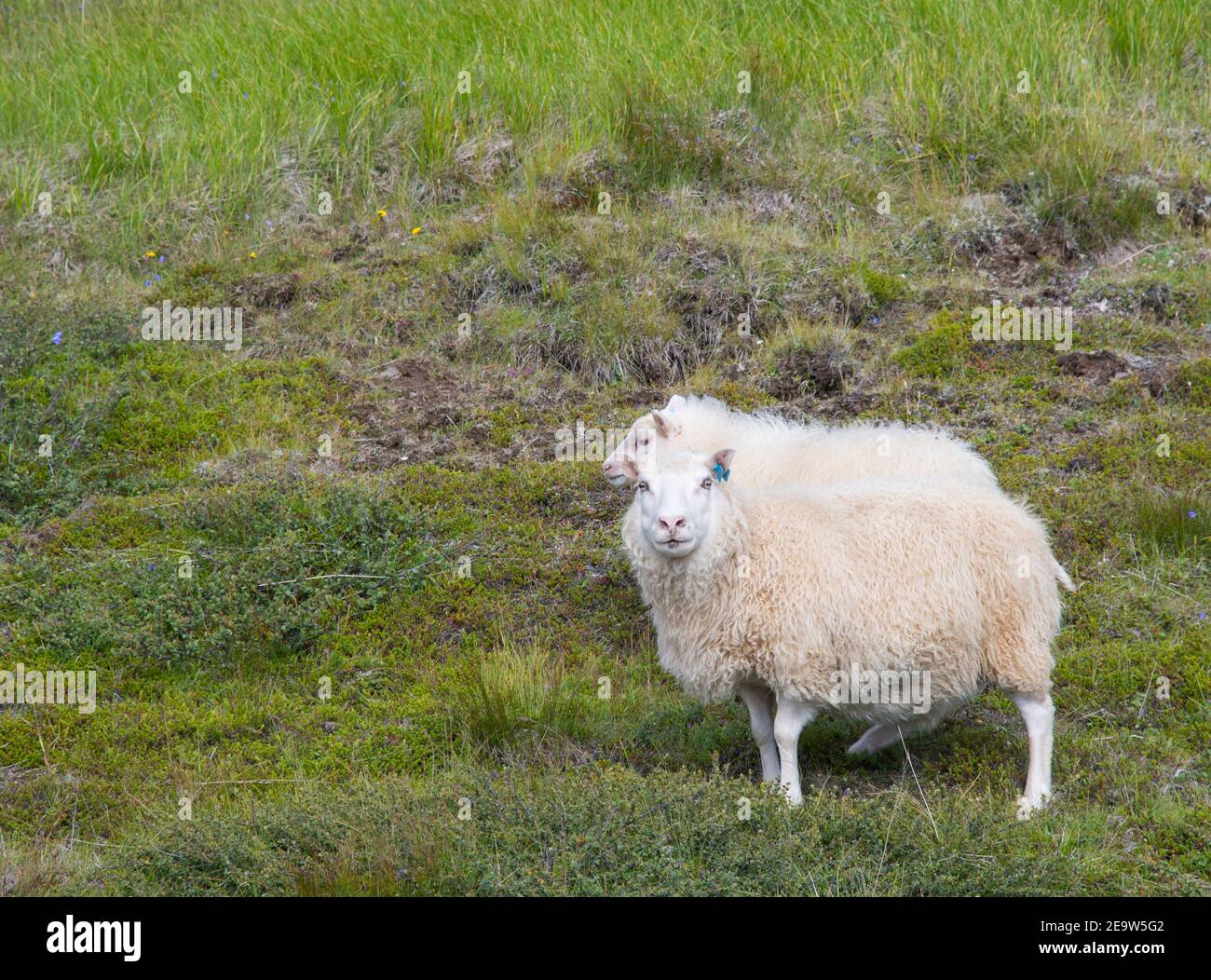 Sheep with lamb on the countryside of Iceland Stock Photo - Alamy
