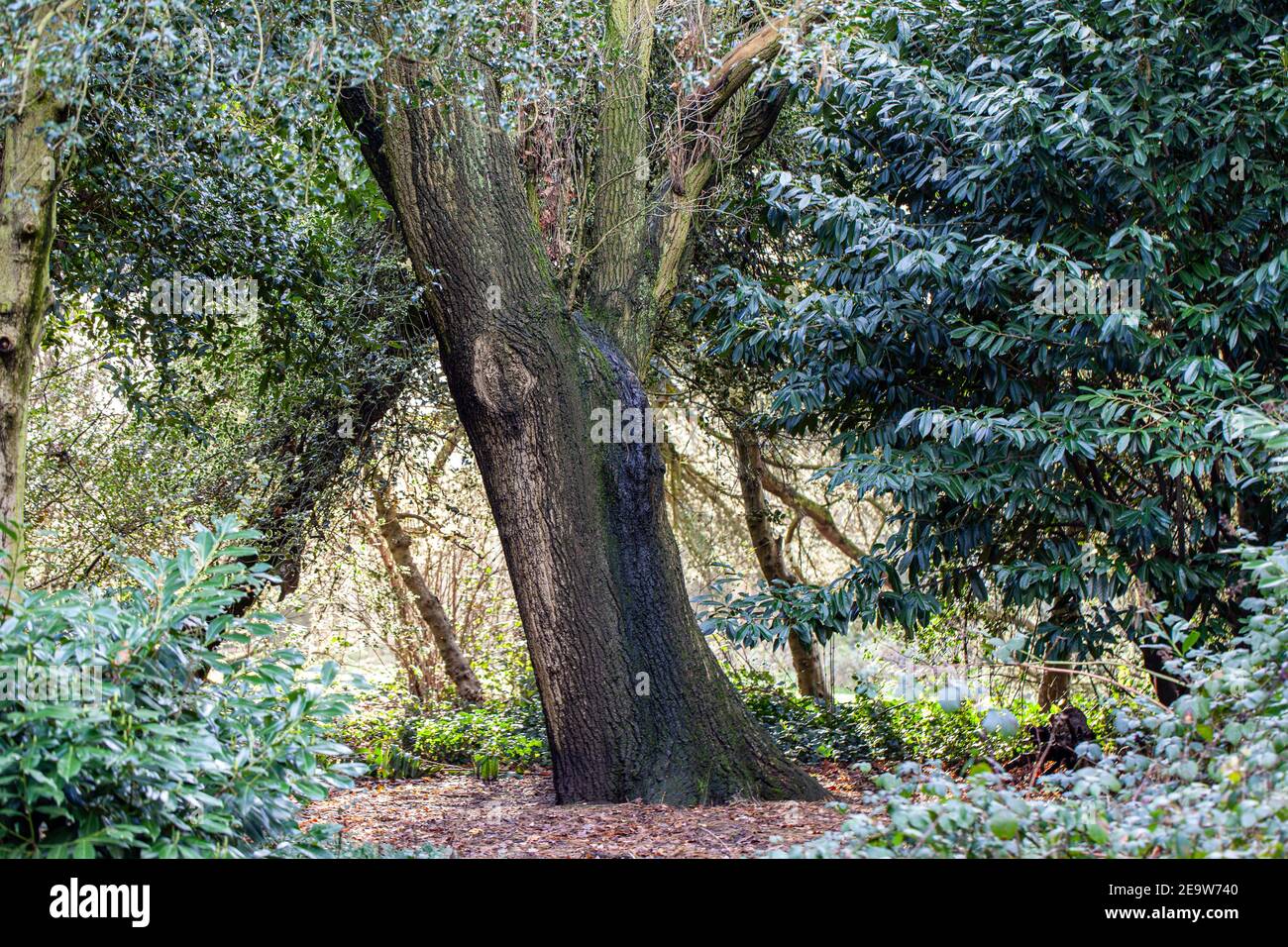 Secret glade hi-res stock photography and images - Alamy