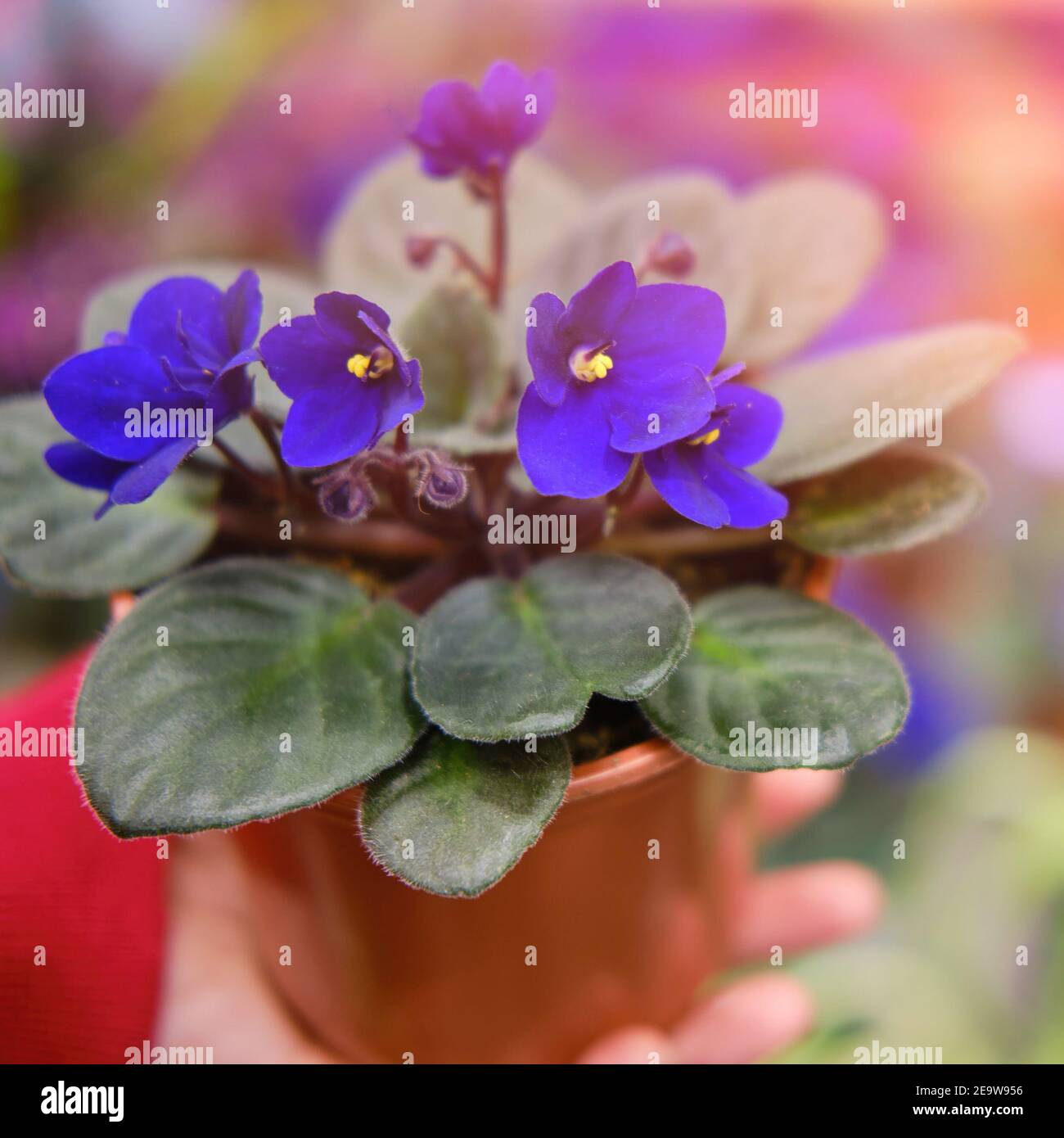 More than a hundred species hi-res stock photography and images - Alamy