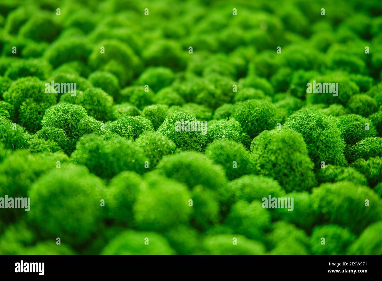 Texture of green stabilized moss. Green grass with top view, background ...