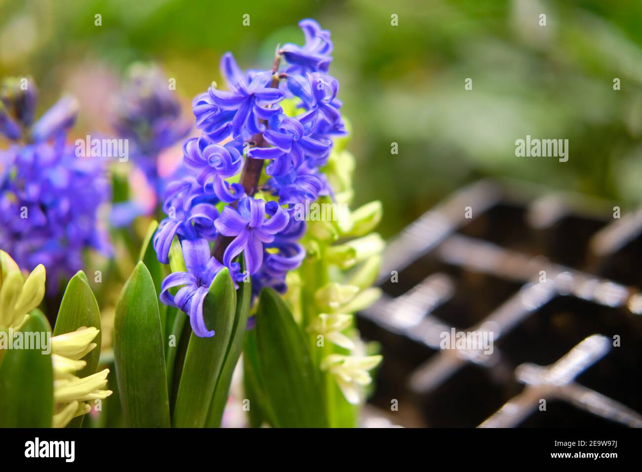 Seedlings of hyacinth flowers, copy space for text. Sale of indoor ...