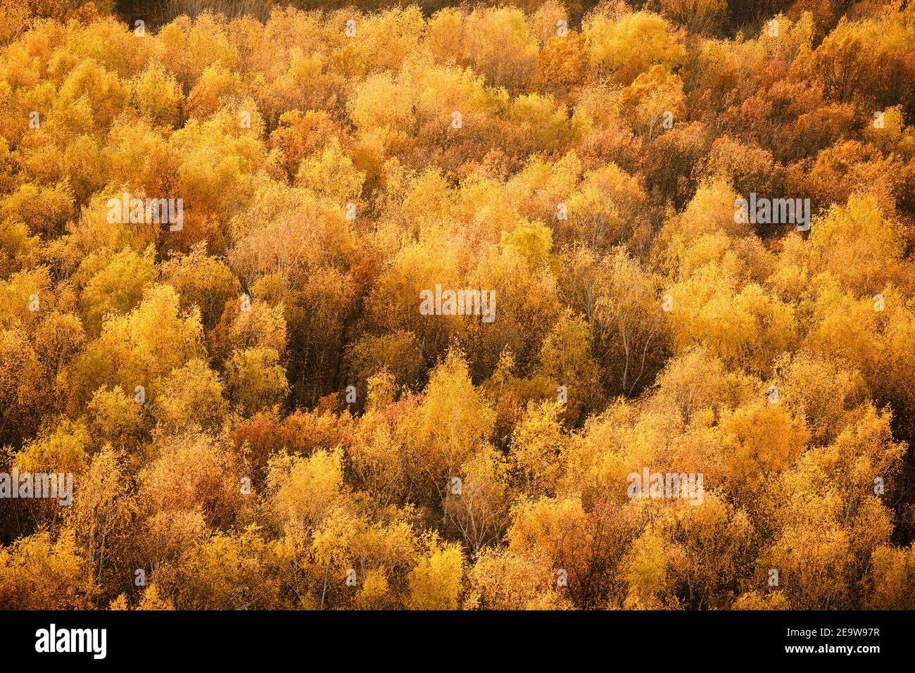 Golden foliage on trees in the forest, background top view Stock Photo ...