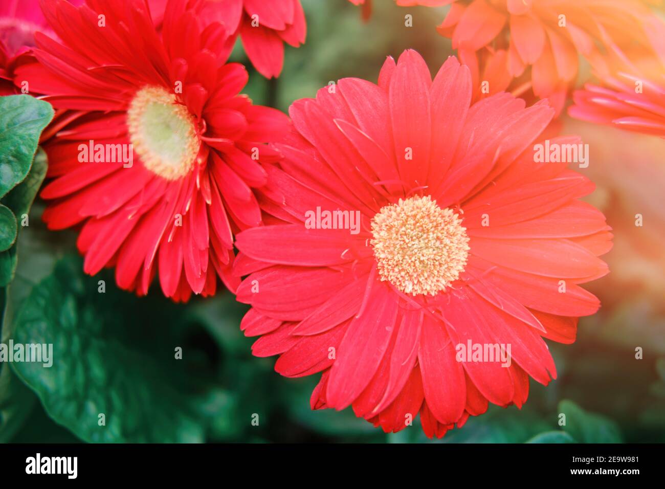 Gerbera is a genus of perennial herbs in the Asteraceae family. There ...