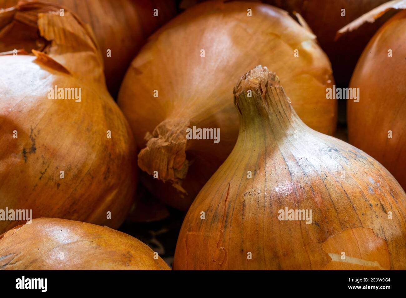Large white onions Stock Photo - Alamy