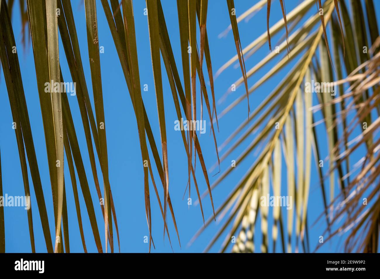 Palm tree fronds hi-res stock photography and images - Alamy