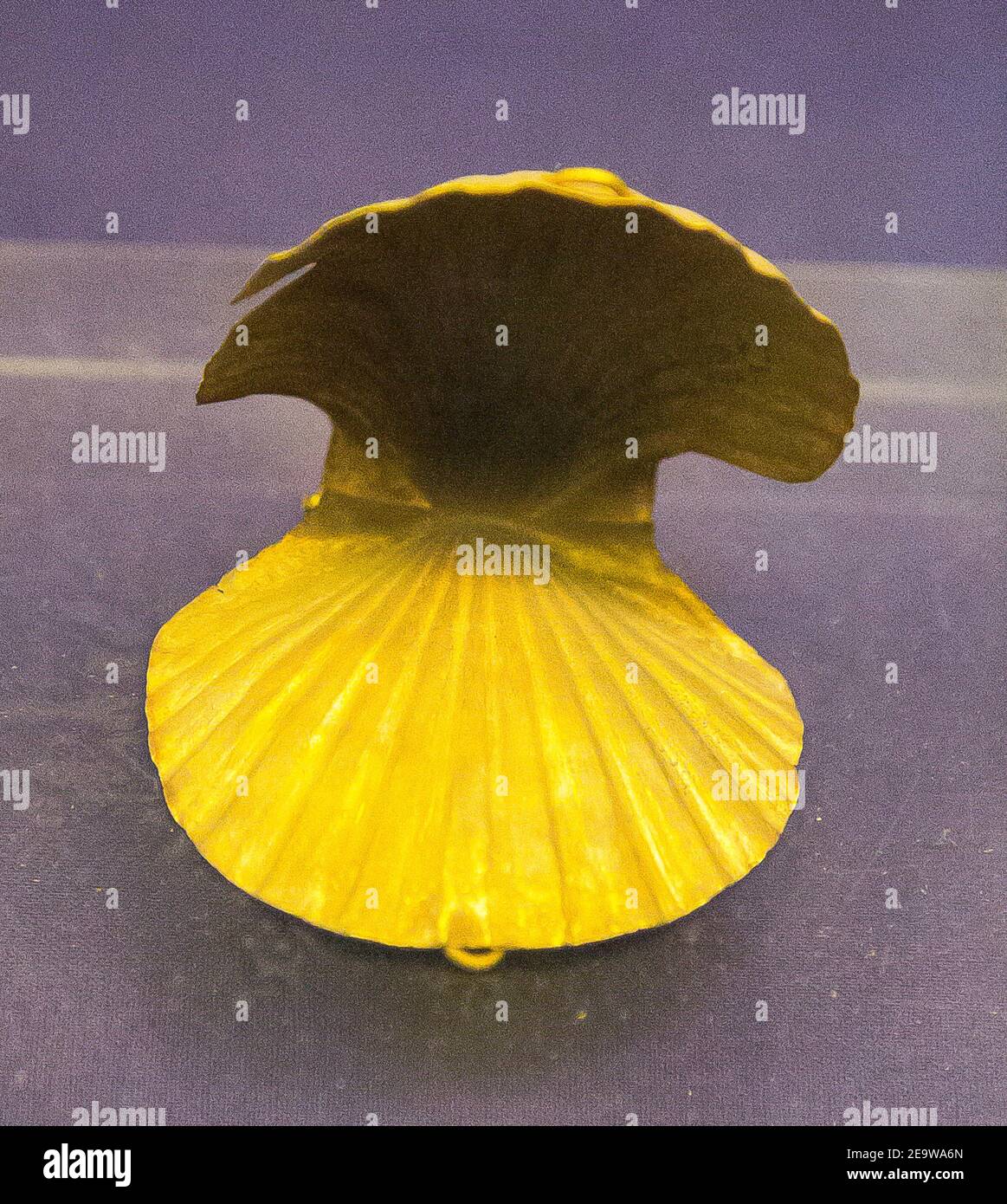 Shell gallery hi-res stock photography and images - Alamy