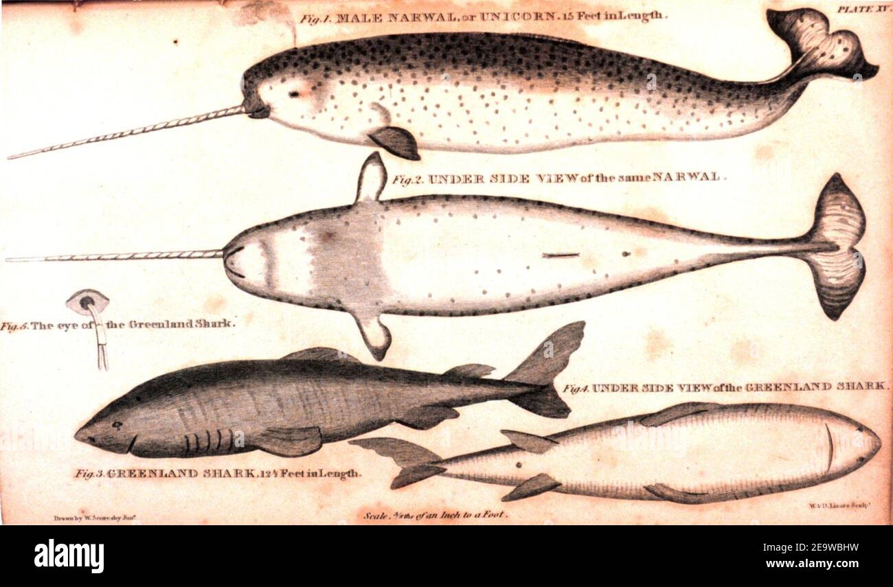 Narwal hi-res stock photography and images - Alamy