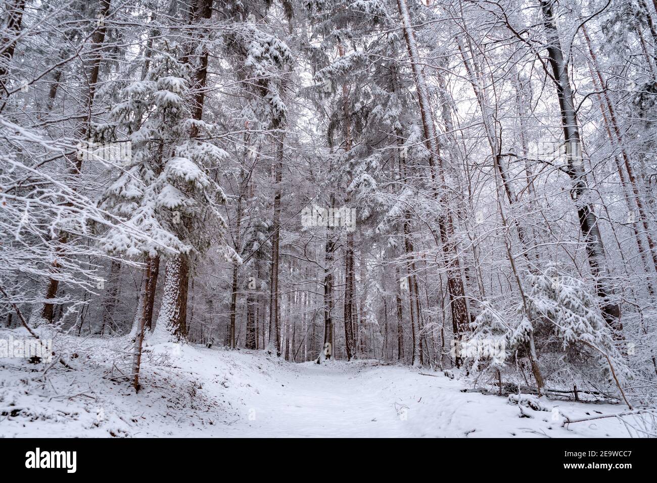 entrance into snow covered forest Stock Photo - Alamy