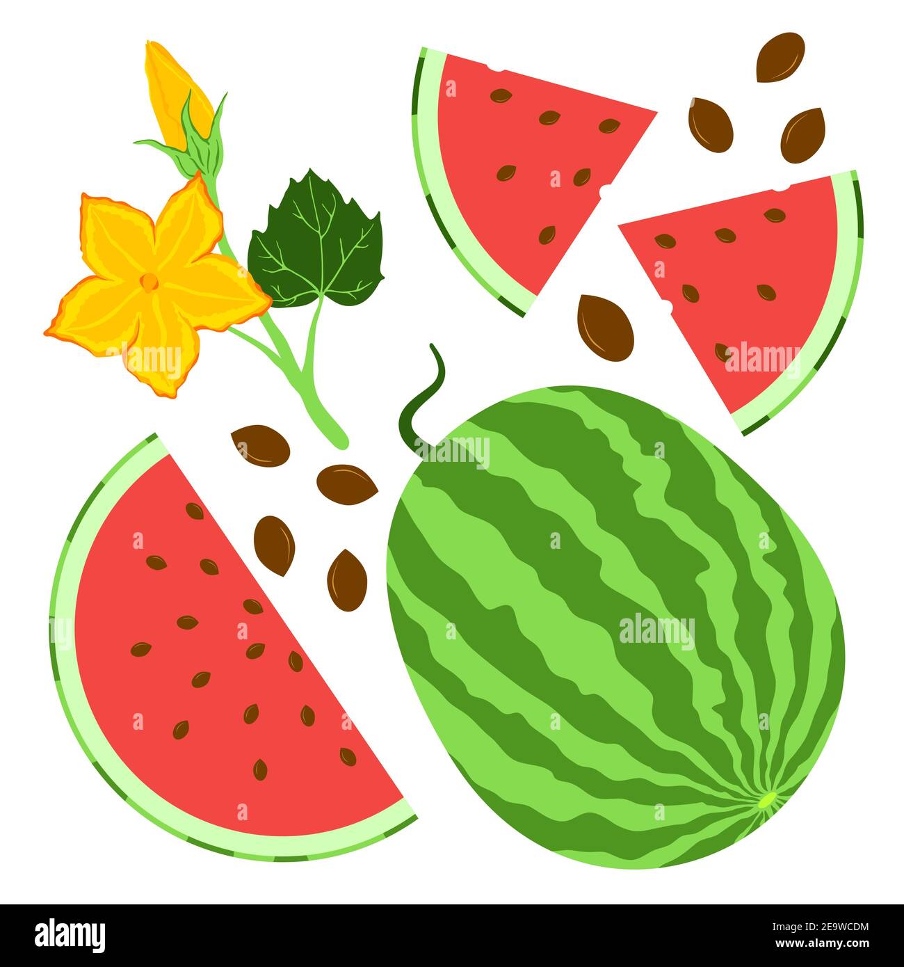 Watermelon flower hi-res stock photography and images - Alamy