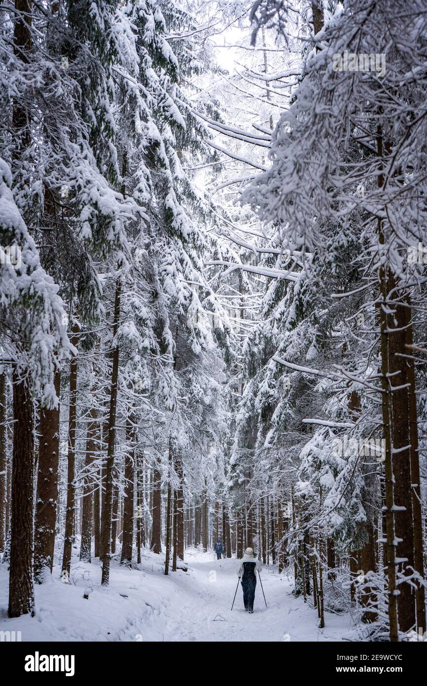 Walking path through pine trees snow hi-res stock photography and ...