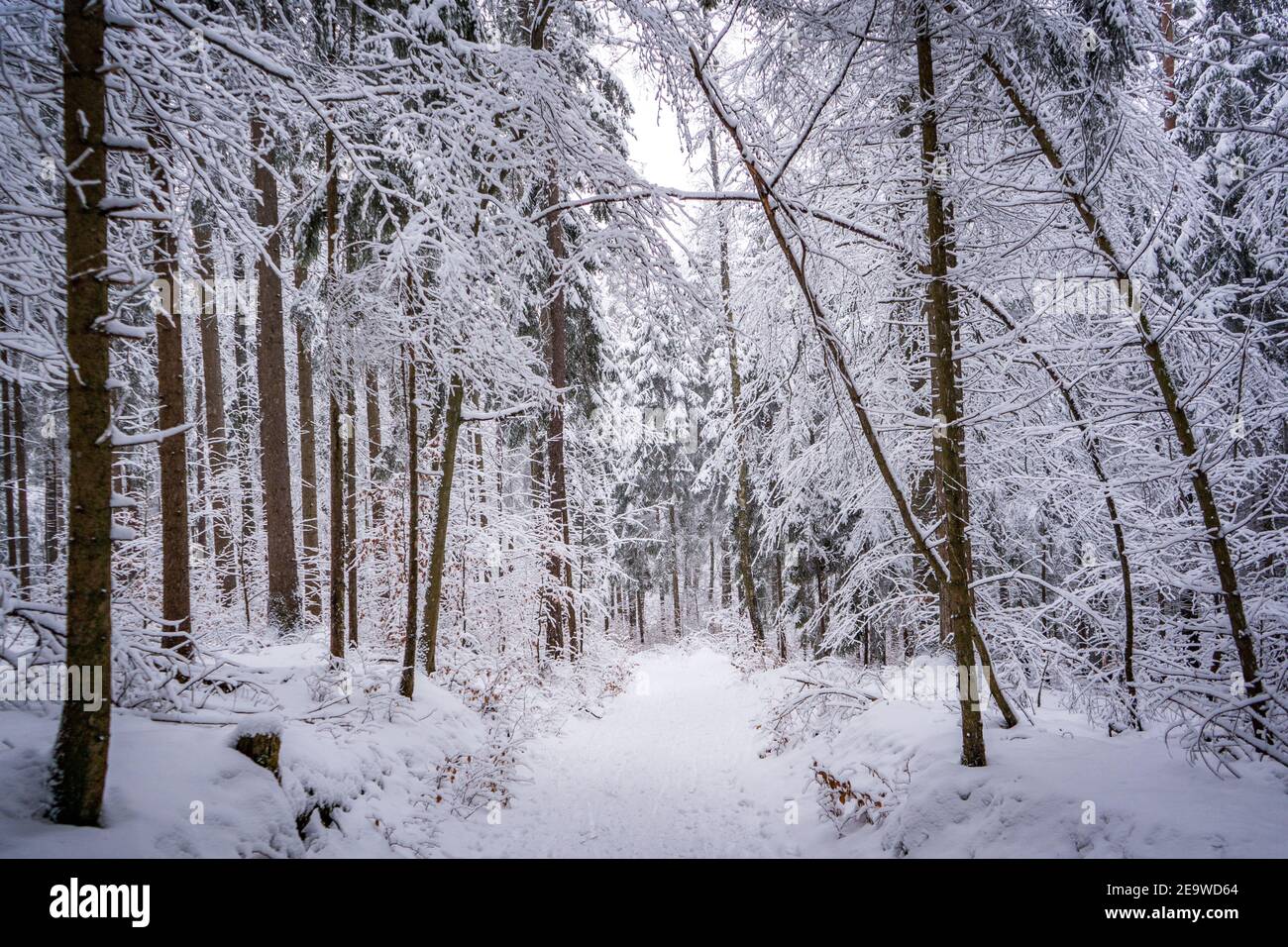 snow forest in cold winter Stock Photo - Alamy