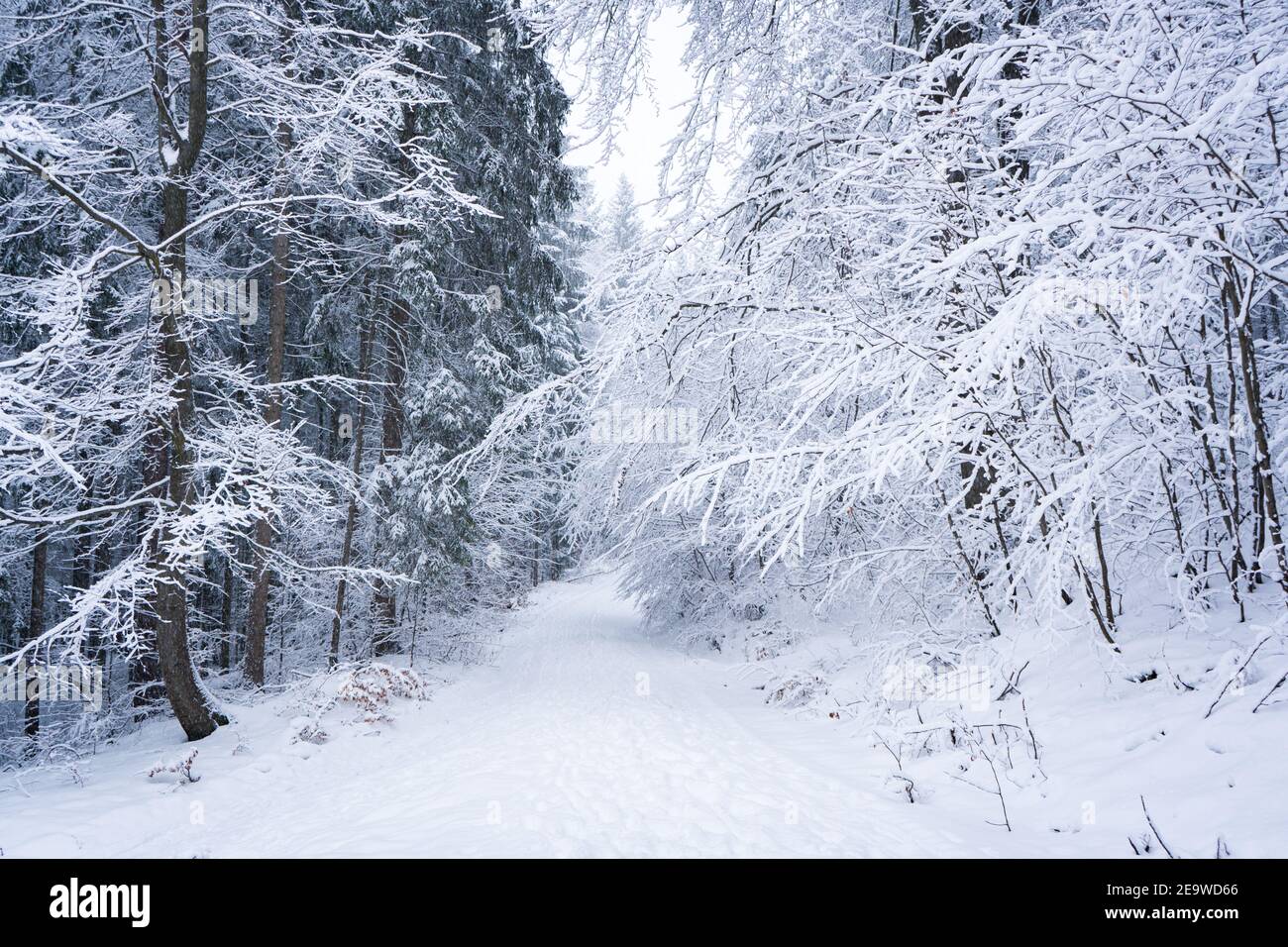 snow and ice covered trees in winter Stock Photo - Alamy